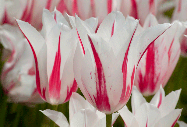 tulipomania-history-of-tulips