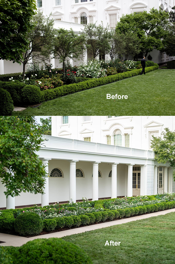 The Self-Taught Gardener Who Designed the Kennedy White House Rose ...